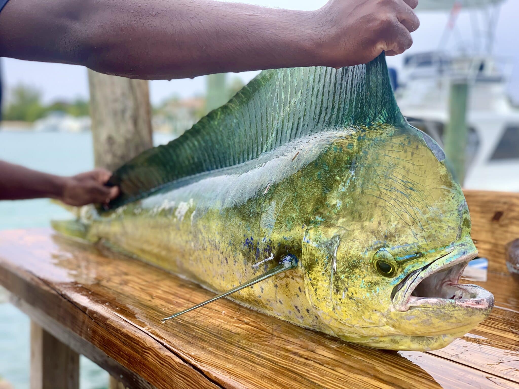 Fishing in Turks and Caicos, How to Reel in the Big One!